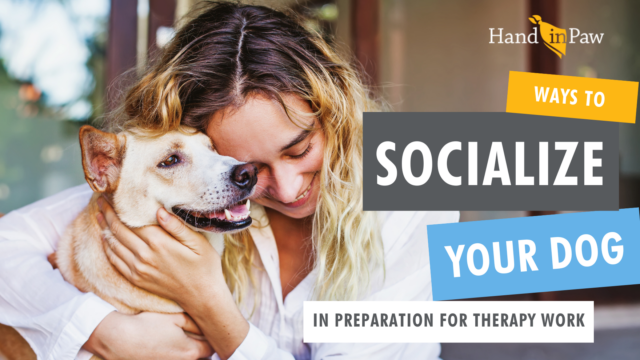 Hand in Paw » Ways to Socialize Your Dog in Preparation for Therapy ...
